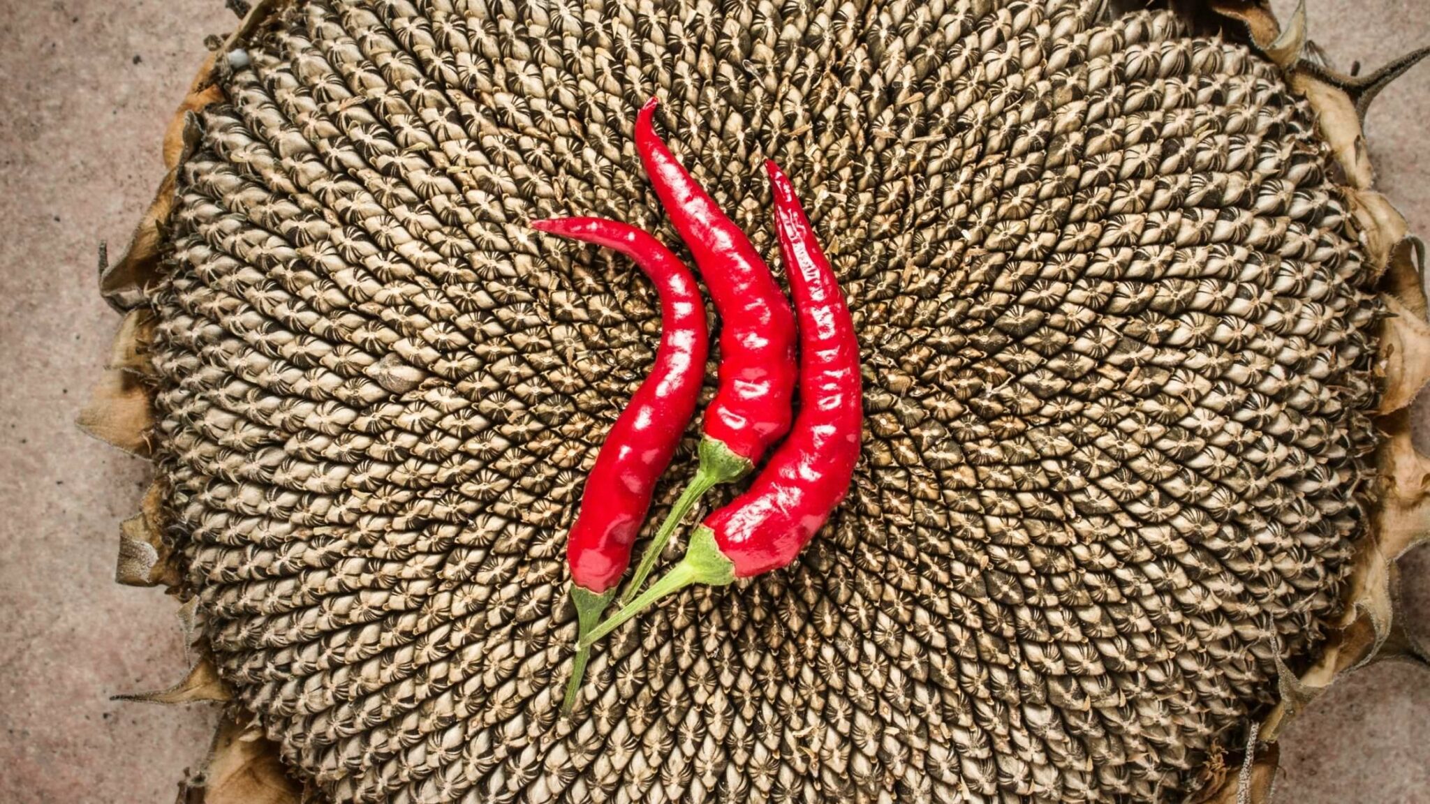 Mengatasi Antraknosa pada Tanaman Cabai – Saprodi Indonesia