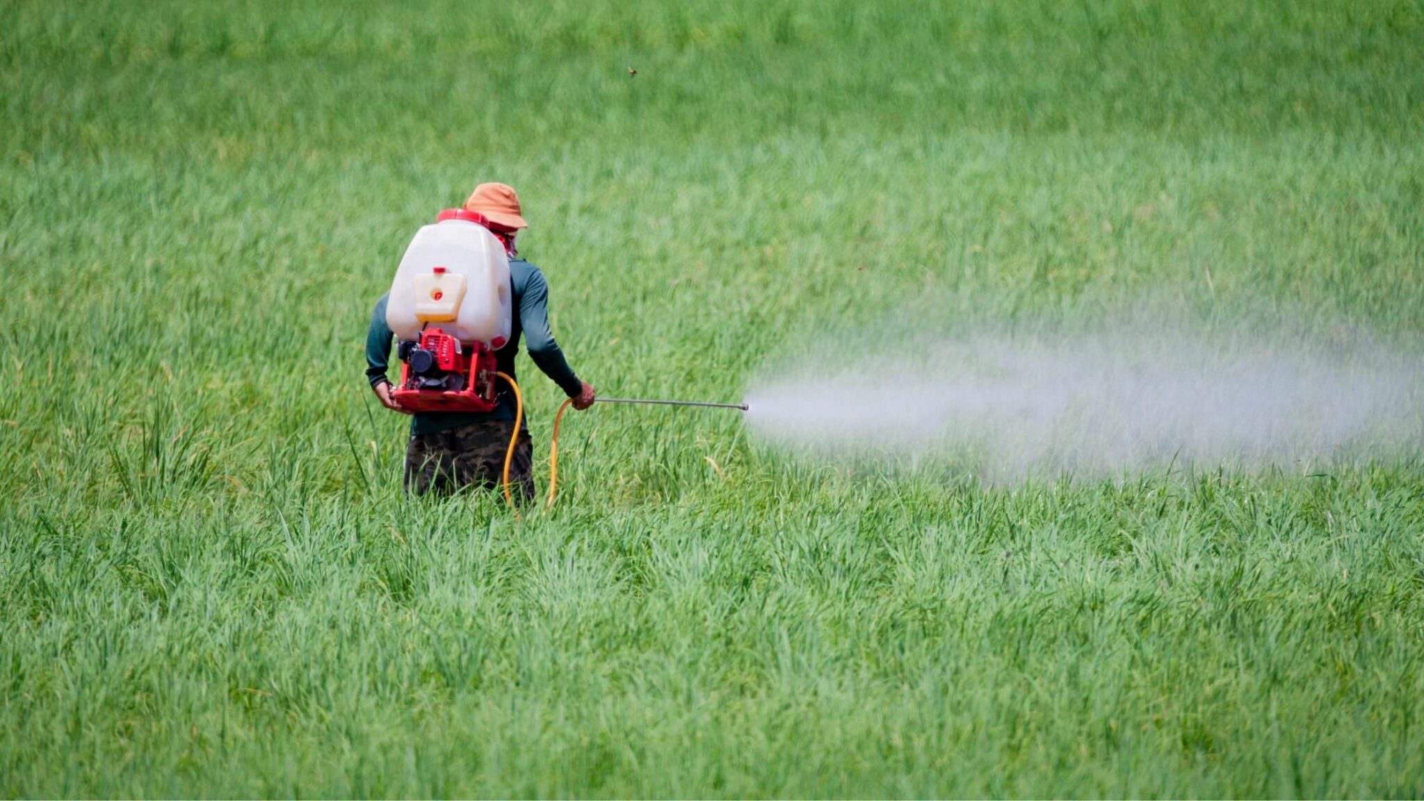 Pestisida, Ketahui Jenis-Jenis dan Karakteristiknya – Saprodi Indonesia