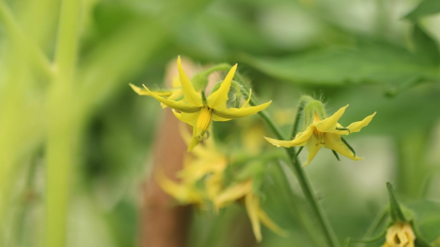 Penyebab Rontok Bunga dan Solusinya – Saprodi Indonesia