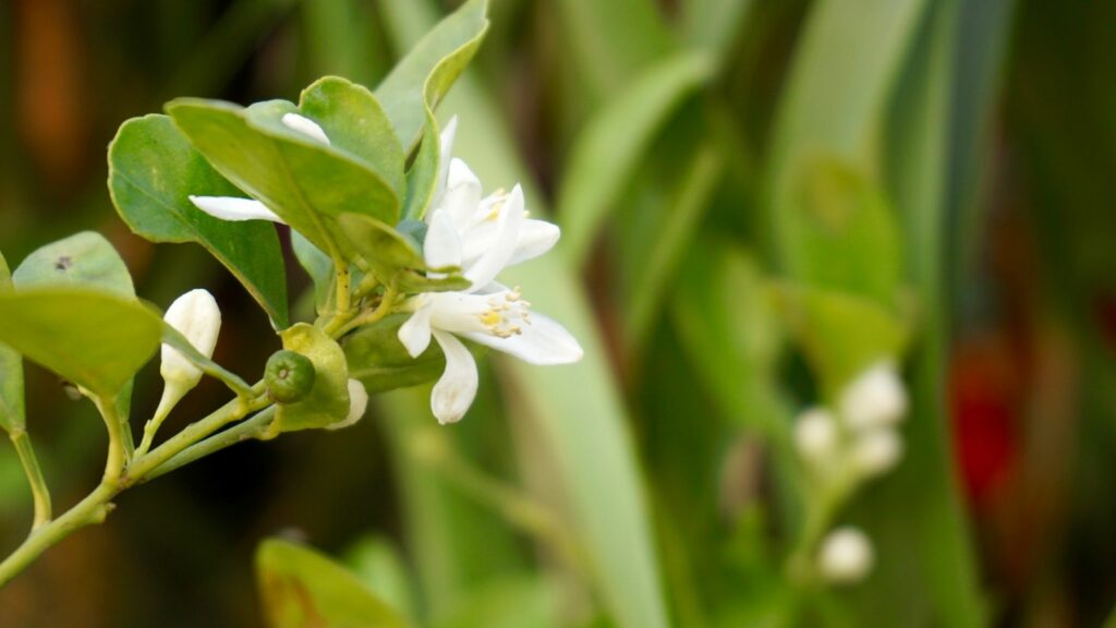 Penyebab Rontok Bunga dan Solusinya – Saprodi Indonesia