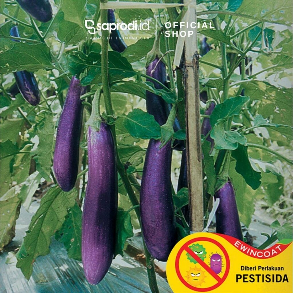 Cap Panah Merah - MUSTANG F1 Benih Terong Isi 11.000 Butir – Saprodi ...