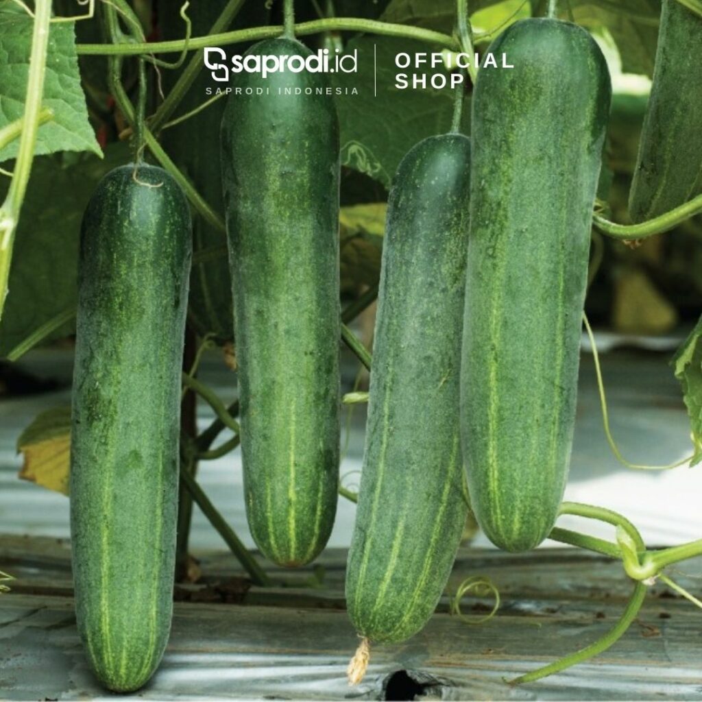 Cap Panah Merah - BATARA F1 Benih Timun Isi 800 Biji – Saprodi Indonesia