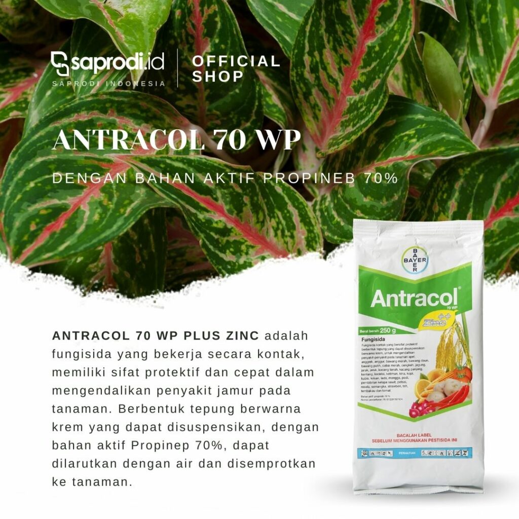Bayer - ANTRACOL 70 WP + ZINC Fungisida Kontak - 250 gram – Saprodi Indonesia