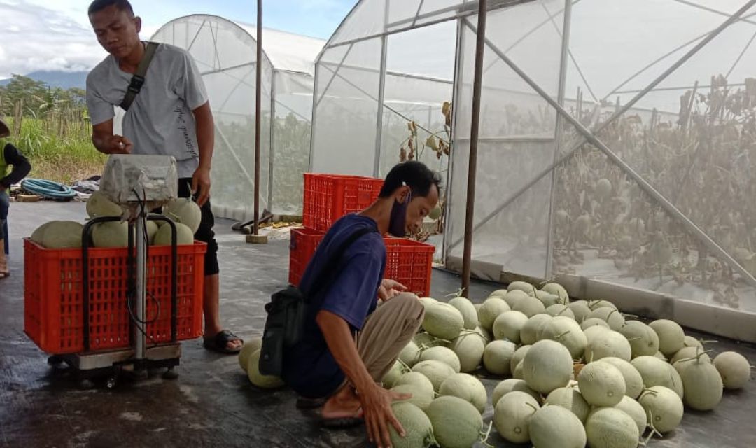 Jasa Pembuatan Greenhouse – Saprodi Indonesia