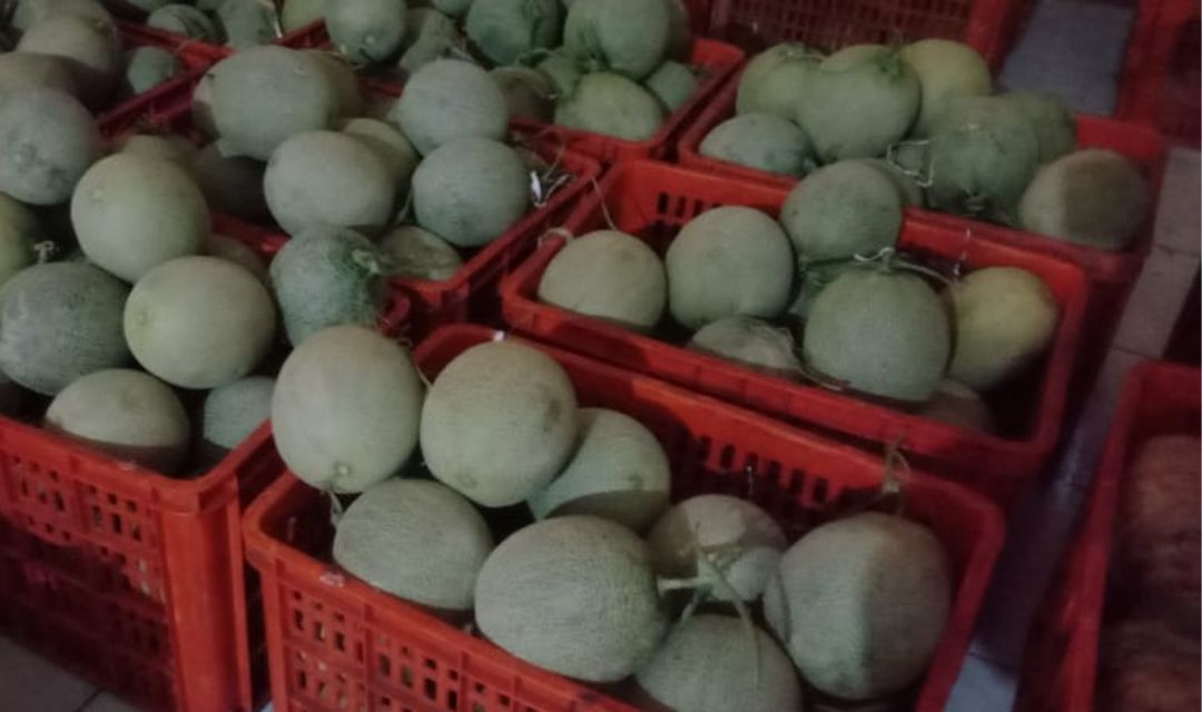 Jasa Pembuatan Greenhouse – Saprodi Indonesia