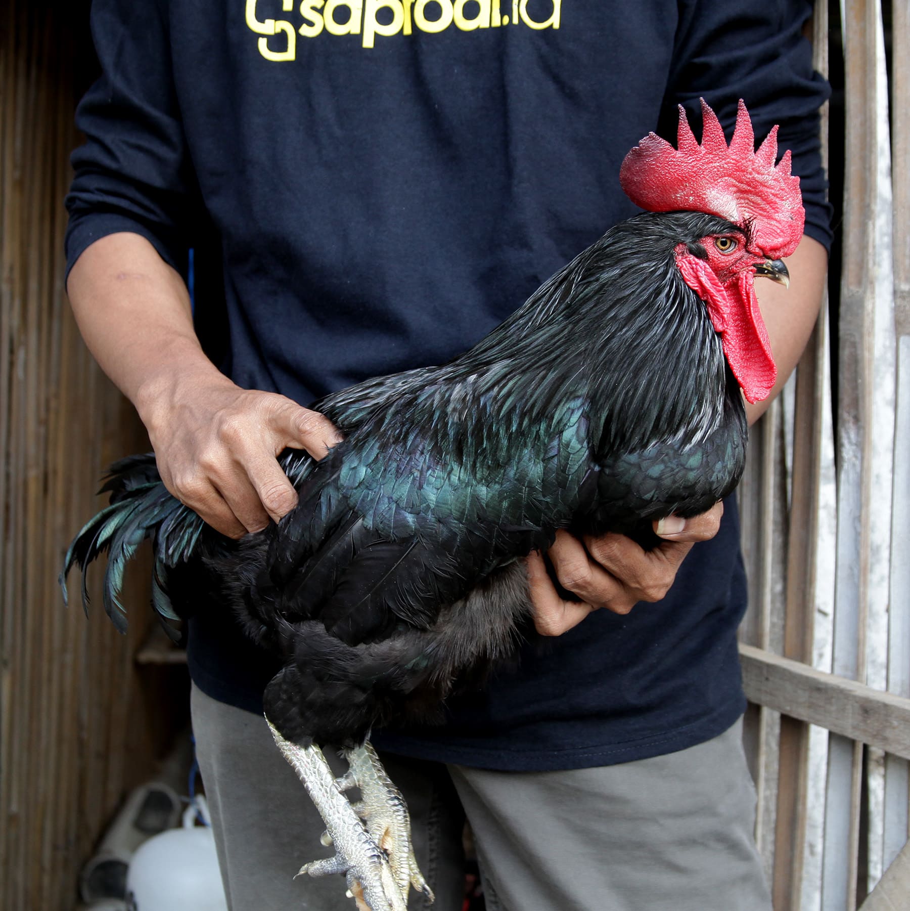 DOC Ayam Kampung KUNTARA 4 – Saprodi Indonesia