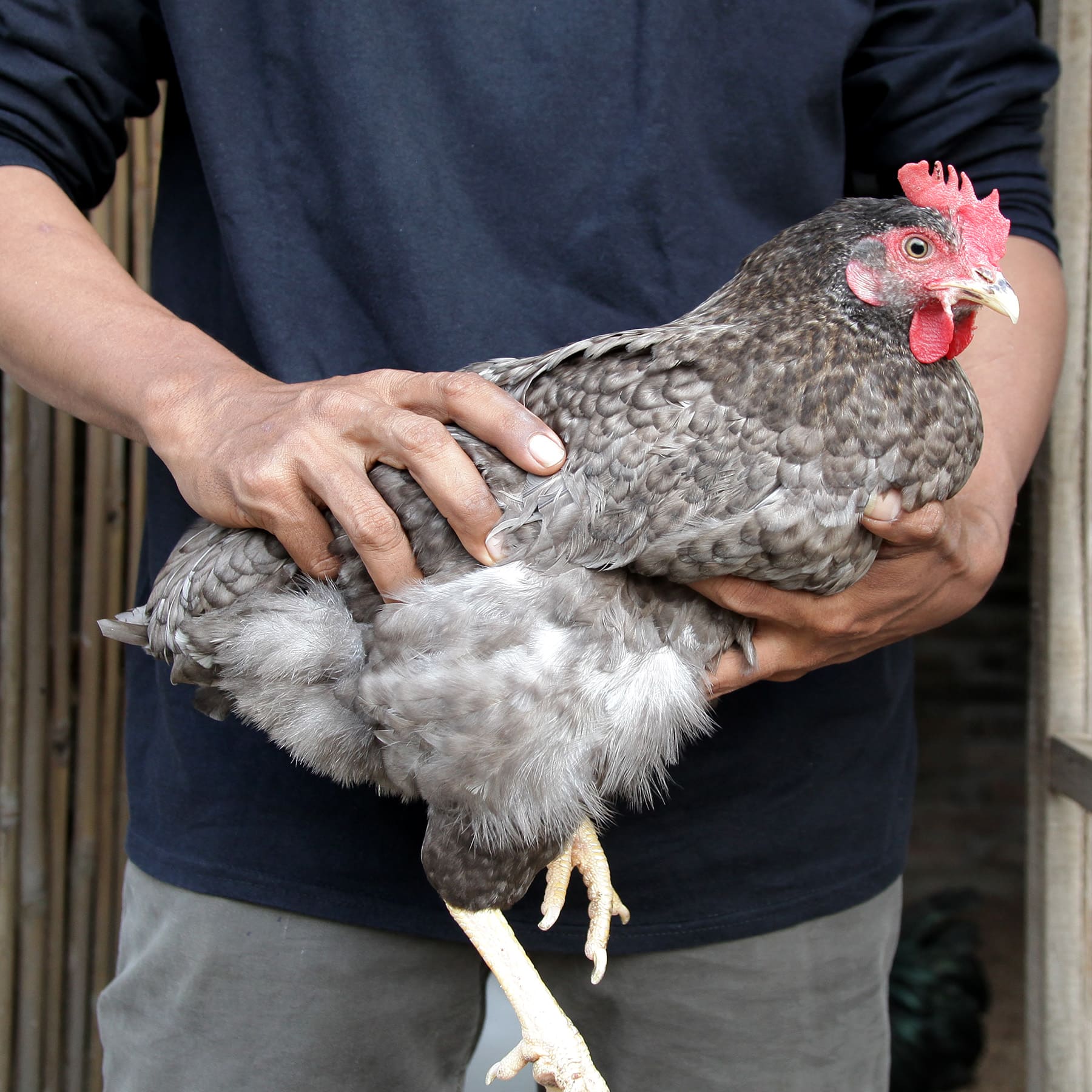 DOC Ayam Kampung KUNTARA 4 – Saprodi Indonesia