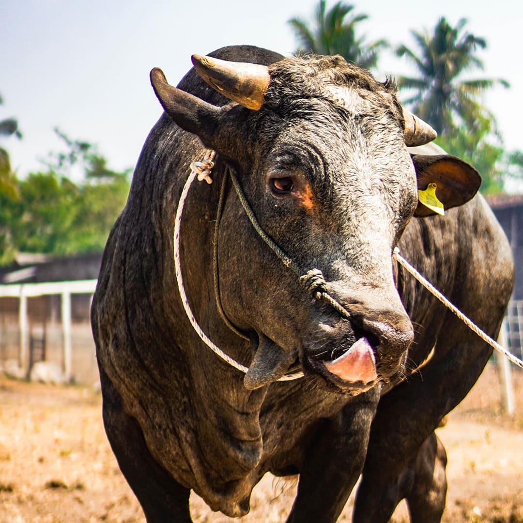 Booster Sapi Agromix – Saprodi Indonesia